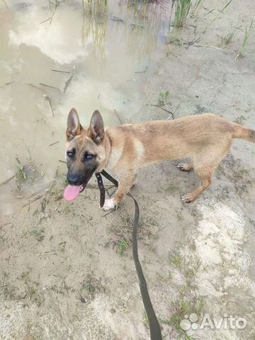 Бельгийская овчарка