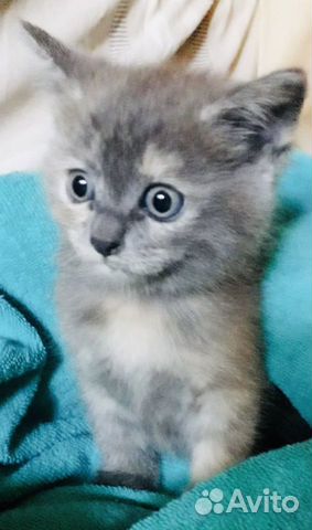 Котенок девочка 5 недель