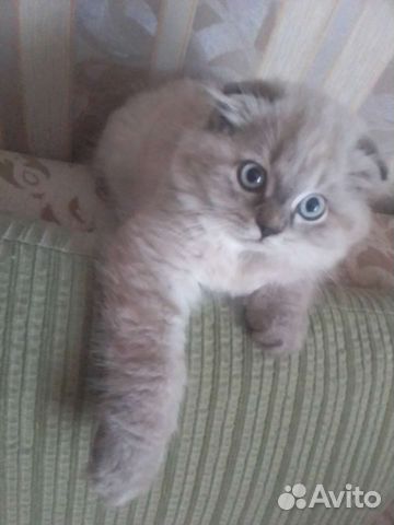 Кошки
