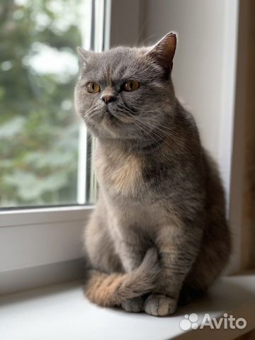 Британская