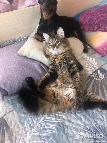 Котенок мальчик бесплатно