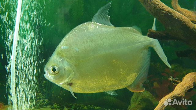 Рыба Метиннис (рыба-доллар) 15см