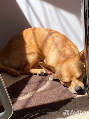 Вязка кобель чихуахуа дир