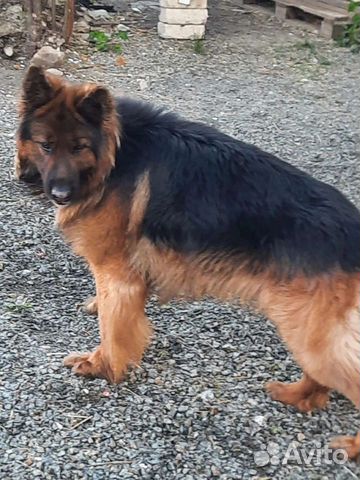 Немецкая овчарка