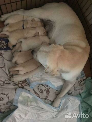 Щенки лабрадора с документами