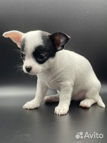 Милая девочка чихуахуа