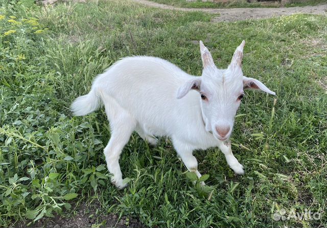 Продается козлик