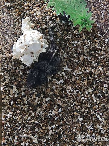 Сомик анциструс прилипала