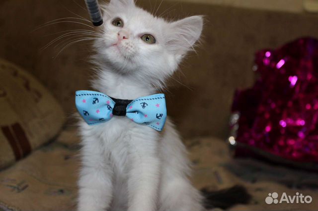 Котенок в добрые руки