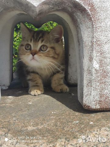 Британские котята