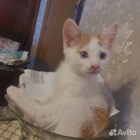 Маленький рыжие белый котёнок