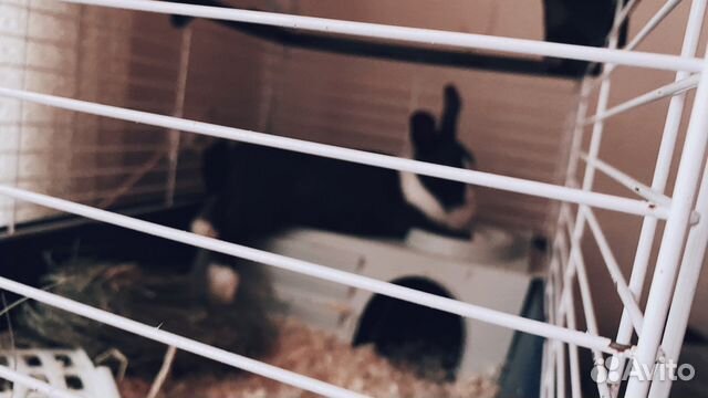 Декоративный кролик (девочка)