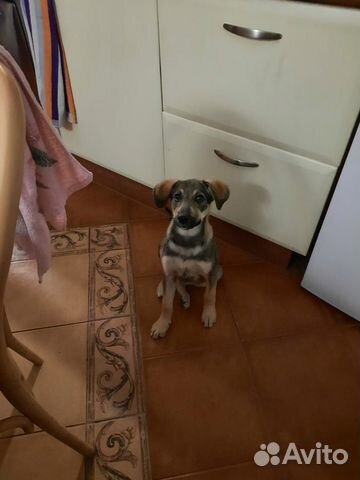 Щенок в добрые руки