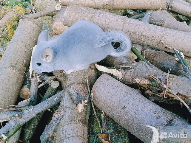 Голубой бриллиант носитель ангоры девочка