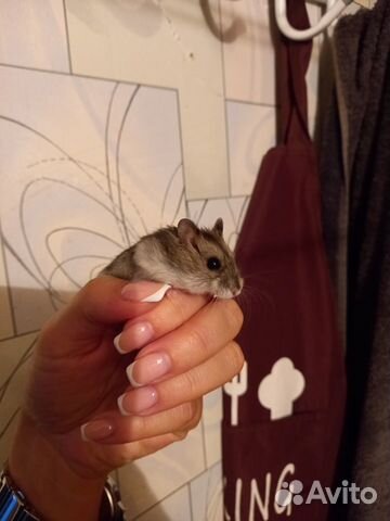 Отдам хомяков