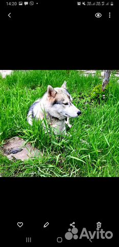 Потерялся кобель хаски