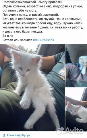 Кошка турецкая ангора
