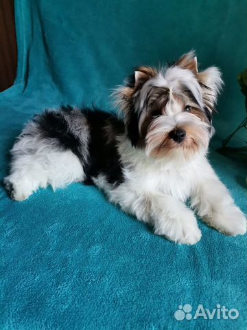 Бивер мальчик