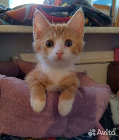 Чудесный ребёнок в рыжем обличии ищет маму