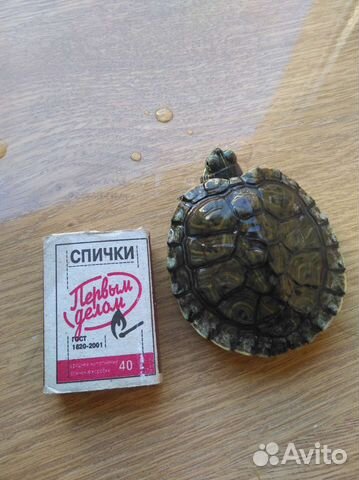 Красноухая черепаха с аквариумом