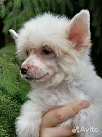 Китайская хохлатая щенки питомник