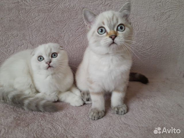 Шотланский прямоухий котенок