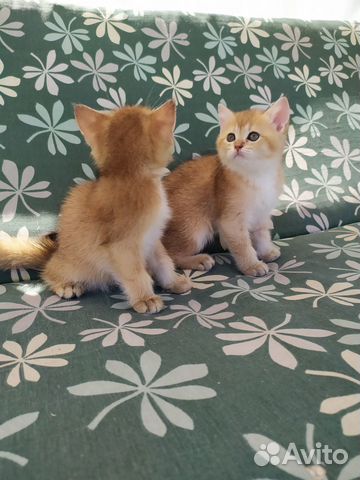 Котята золотая шиншилла