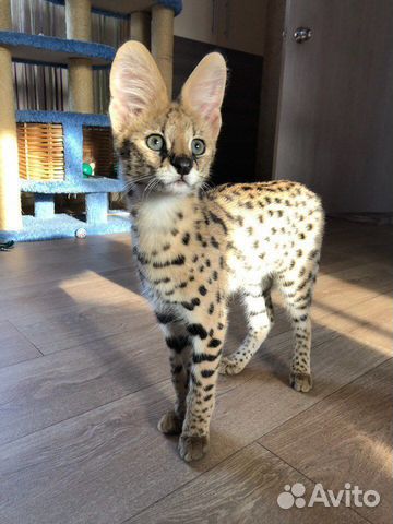 Саванна ф0