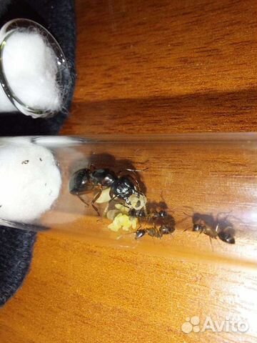 Componotus Herculeanus