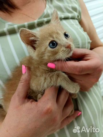 Лучик готов стать домашним