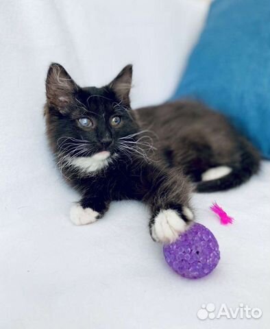 Которебенок Сью ласковый и нежный зверёк