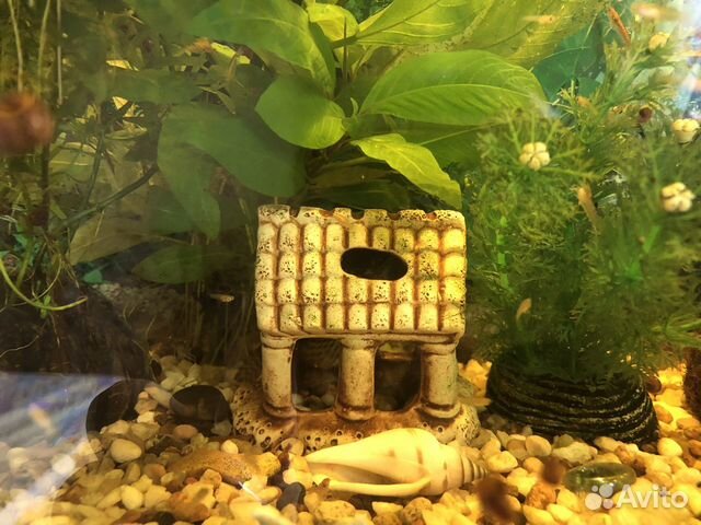 Мальки гуппи