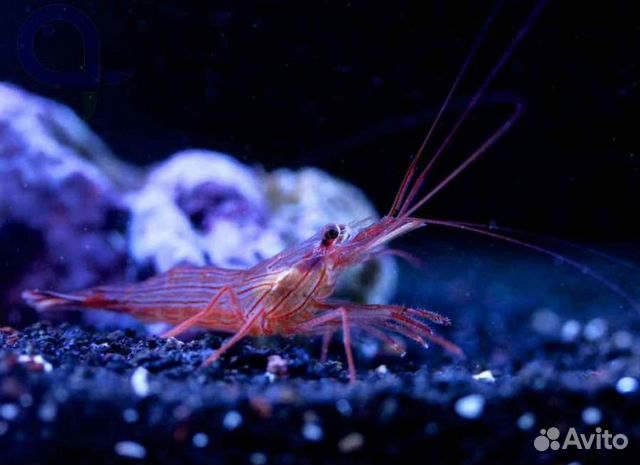 Креветка-доктор Lysmata wurdemanni