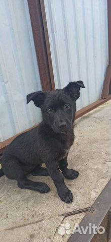 Щенки в хорошие руки