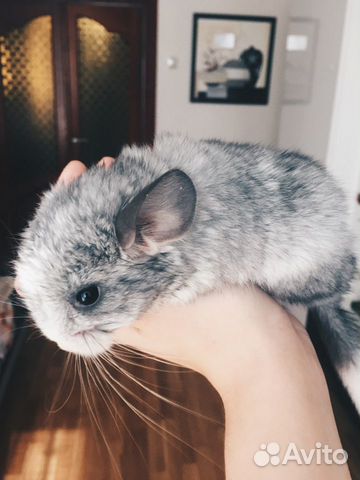 Шиншилла девочка мраморного окраса