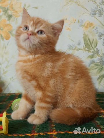 Красный мраморный котёнок
