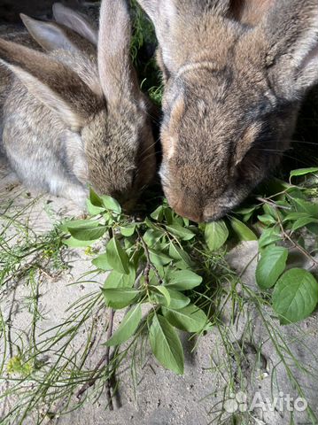 Кролики мясных пород