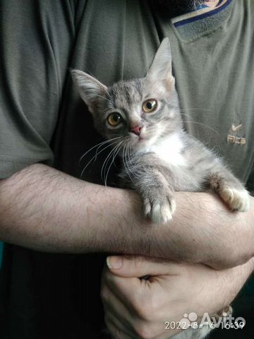 Котенок 4 месяца девочка полусфинкс