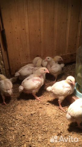 Яйцо инкубационное, циплята бройлера