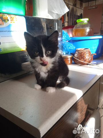 Котенок-домашний пушистик