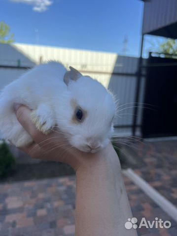 Декортивный кролик Питер