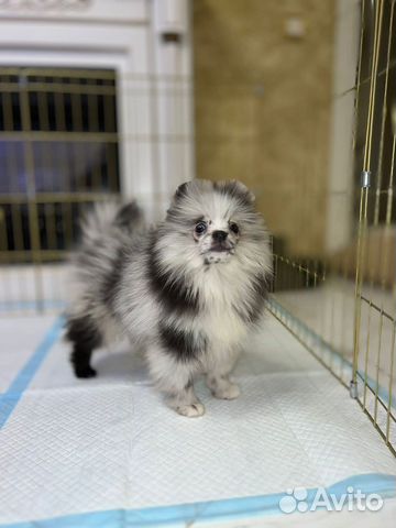 Мерле мальчик 3,5 мес привит шпиц