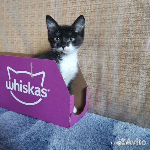 Котёнок