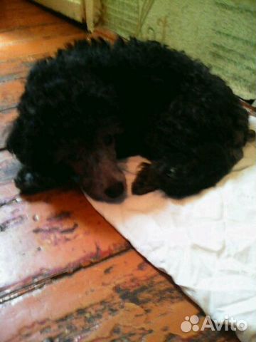 Подросший щенок пуделя серебристого