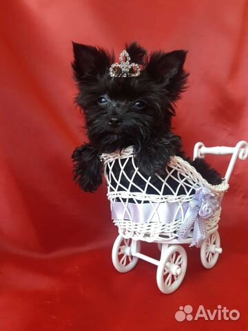 Жемчужинка