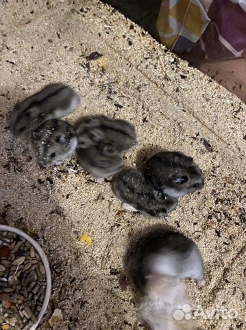 Джунгарский хомяк