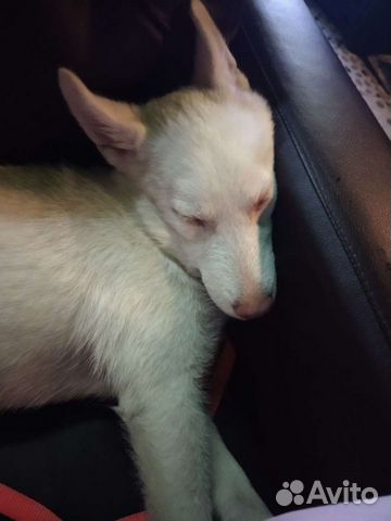 Маленькая собака