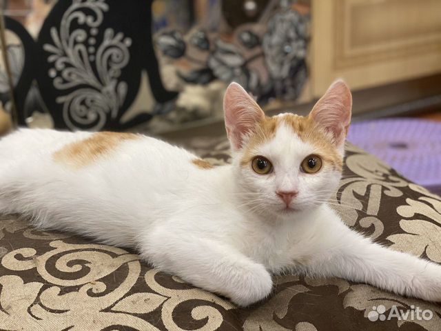 Котенок в добрые руки мальчик 4 месяца