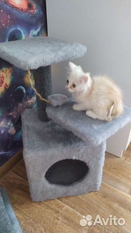 Котенок