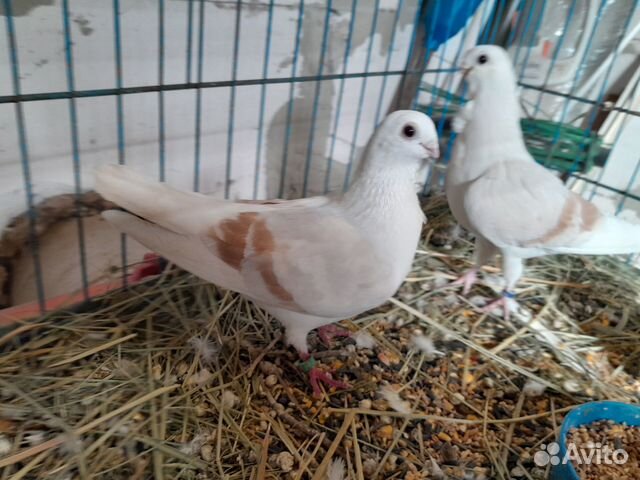 Голуби чайки ржевские